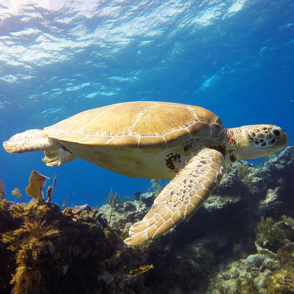 PADI Sea Turtle Awareness Specialty Course - Scuba Diving In Miami, FL ...
